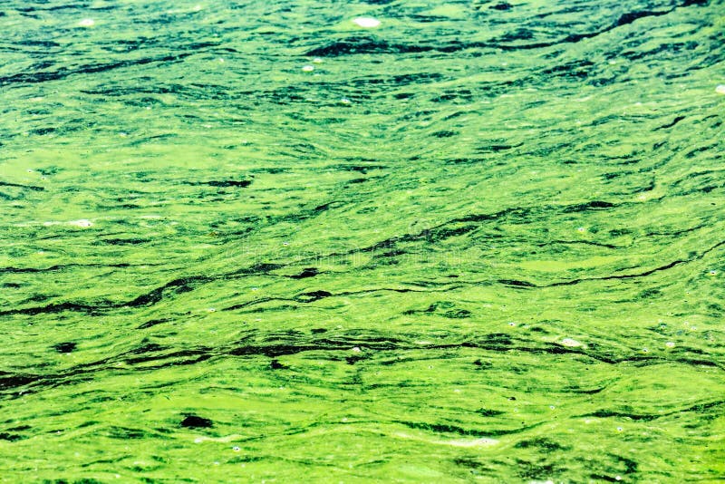 Environment with Polluted Green and Yellow Waters Stock Image - Image ...