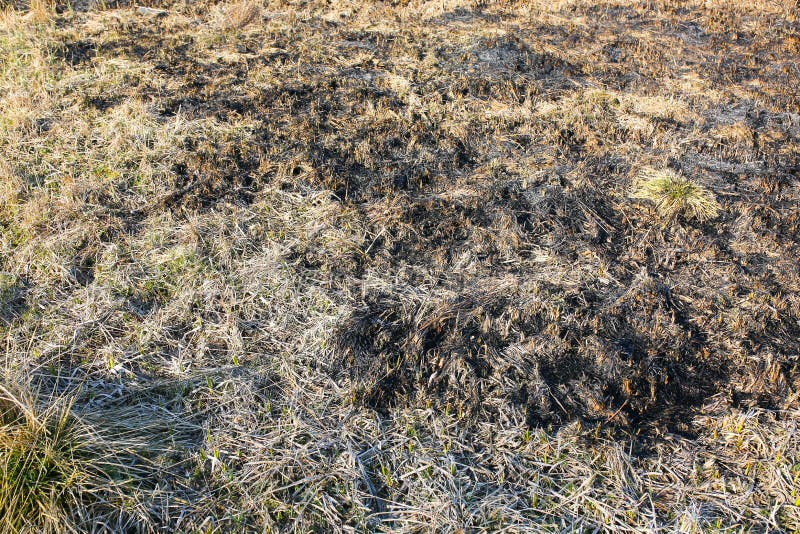 Environment Pollution. Dry and Burnt Grass Stock Image - Image of rural ...