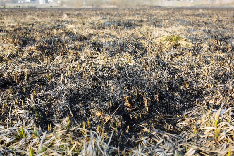 Environment Pollution. Dry and Burnt Grass Stock Photo - Image of field ...