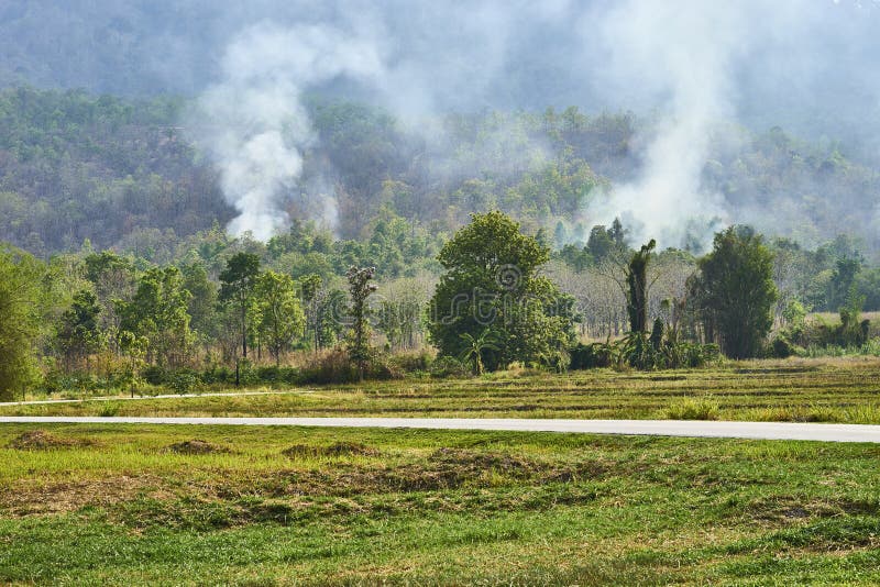 Environment Pollution Forest Fire. Stock Image - Image of disaster ...