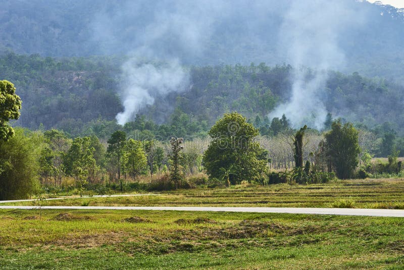 Environment Pollution Forest Fire. Stock Photo - Image of heat, burning ...