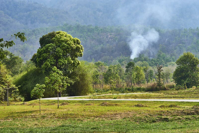 Environment Pollution Forest Fire. Stock Image - Image of disaster ...