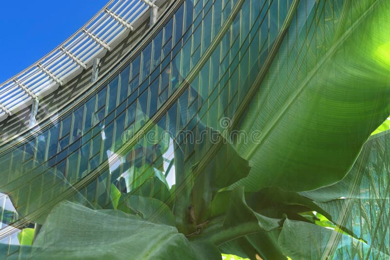 Environment Preservation. Double Exposure of Modern Building and Banana ...