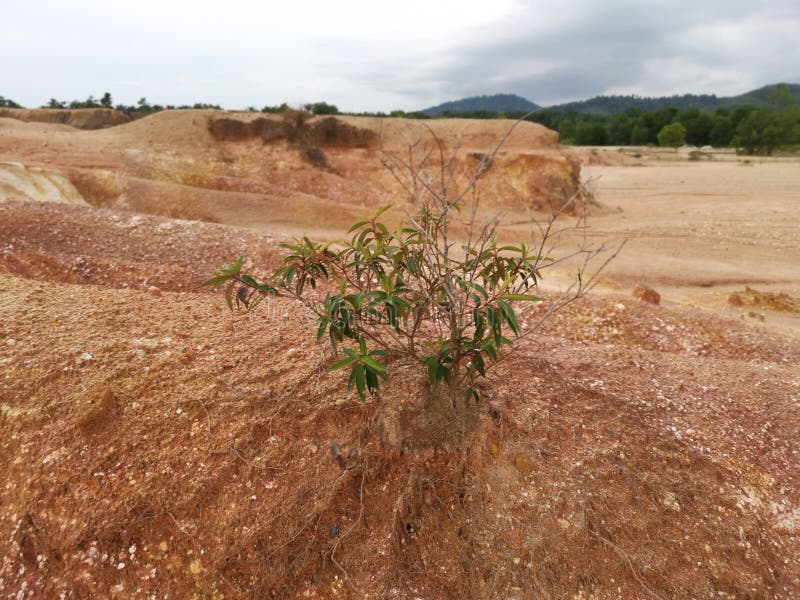Environment Scene Around the Soil Texture and Pattern of the Limestone ...