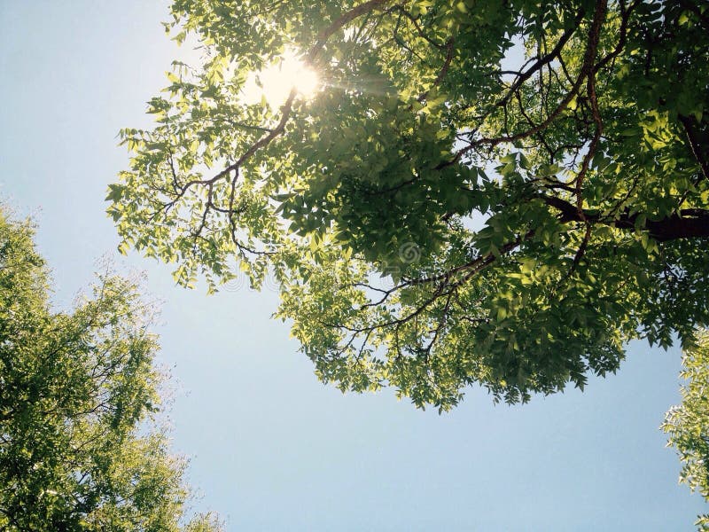 Environment stock photo. Image of canberra, environment - 80819172