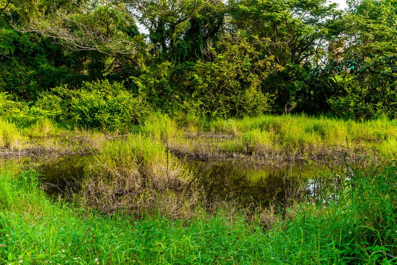 Environment stock photo. Image of life, lawn, marsh, mead - 89295514