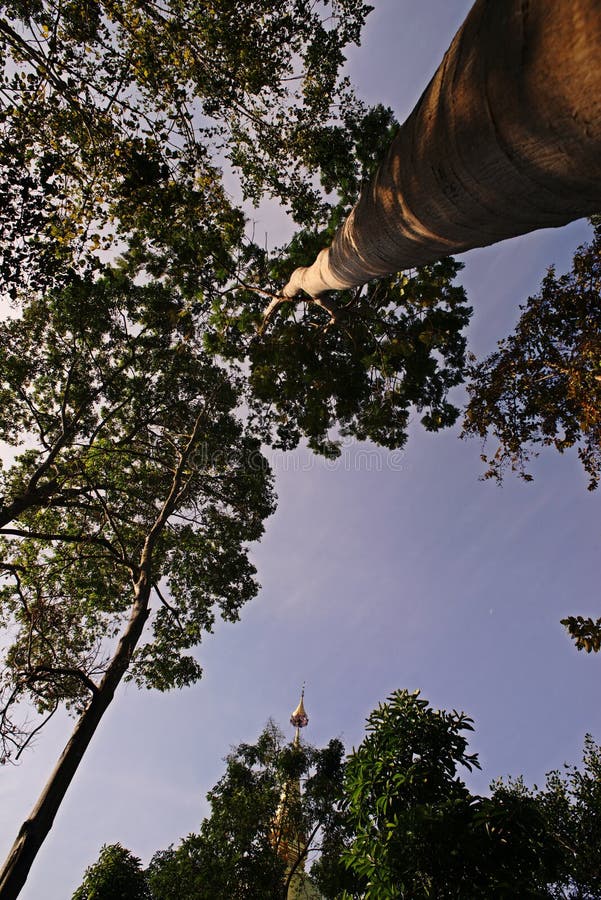 Environment in Thai Temple stock image. Image of religion - 96848819