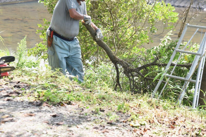 A Scene of Logging Work on the Riverbed of a Stream. Stock Image ...