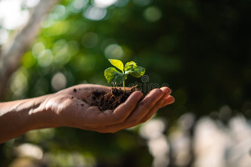Environmental Concept, Young Tree Growing on Hands with Natural Evening ...