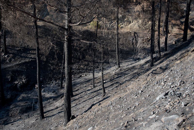Environmental Damage with Burned Trees after Forest Fire Stock Image ...