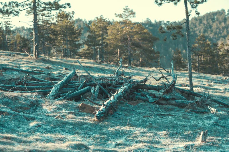 Environmental Damage, Dead Trees at Divcibare Hills in Winter Sunrise ...