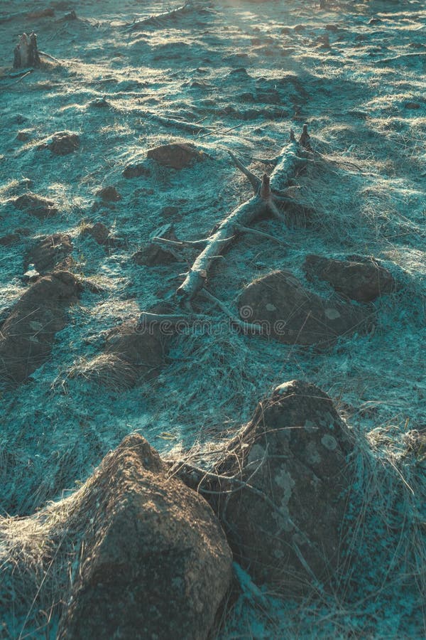 Environmental Damage, Deciduous Forest Landscape Devastated after ...