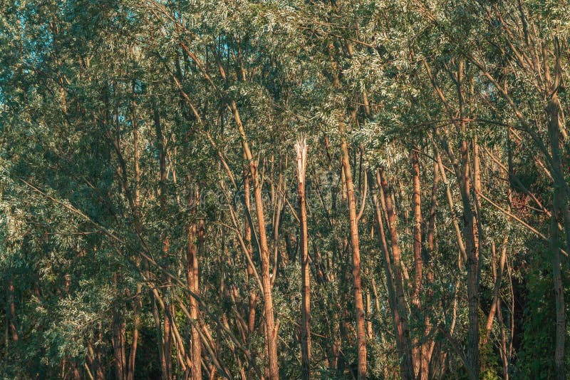 833 Typhoon Forest Stock Photos - Free & Royalty-Free Stock Photos from ...