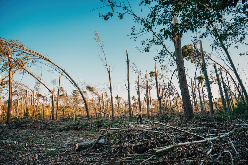 Environmental Damage from Drone Pov, Aerial Shot of Deciduous Forest ...