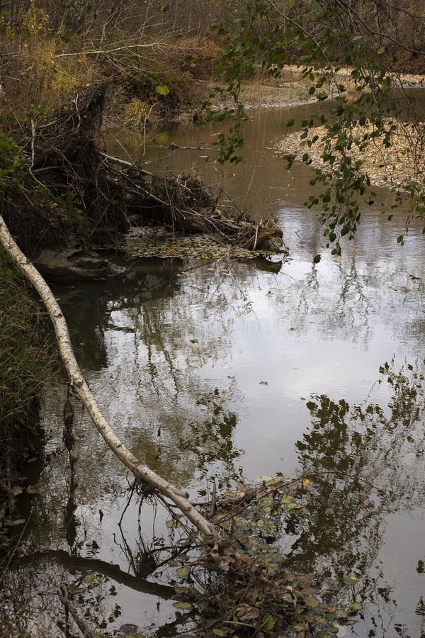 Environmental Disasters, Fallen Dead Trees Near the Forest River in the ...