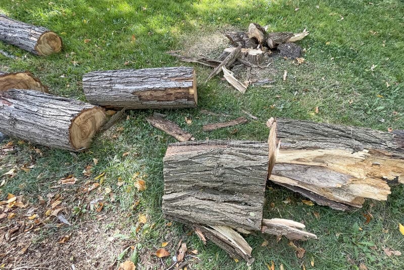 Environmental Effects of Tree Trunk Cutting. Existence of Nature and ...