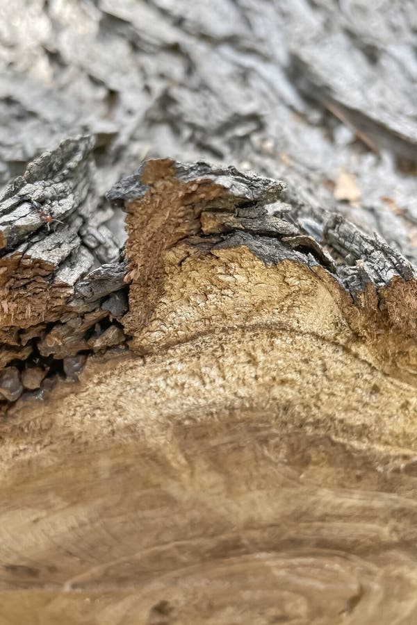 Environmental Effects of Tree Trunk Cutting. Existence of Nature and ...