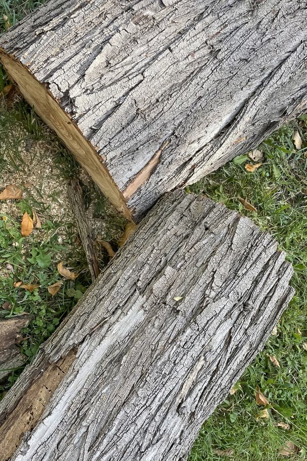 Environmental Effects of Tree Trunk Cutting. Existence of Nature and ...