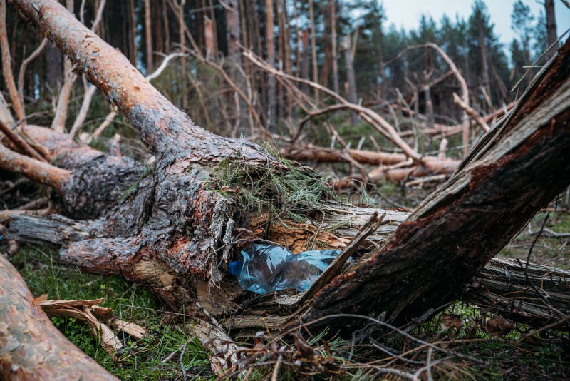 Environmental Issues, Problems. Plastic Bottle in Trunk of Pine Fallen ...