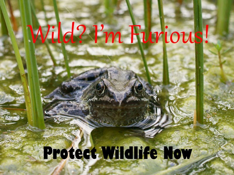 An Environmental Message - Frog Stock Image - Image of danger, global ...