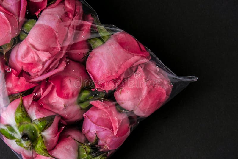 Environmental Pollution Concept. Flower in a Plastic Bag. Danger ...