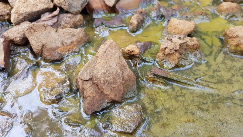 Environmental Pollution, Dirty Water in a Silt with Stones and Rubbish ...