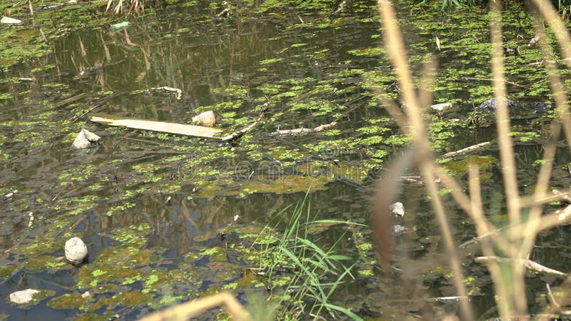 Environmental Pollution Ecological Problem.River that is Polluted Stock ...