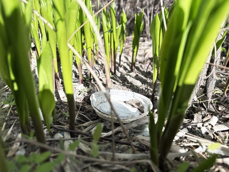 Non-biodegradable Waste Scattered in Natural Greenery, Illustrating ...