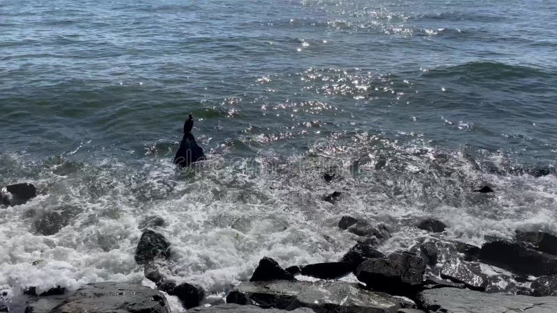 Environmental Pollution on the Seashore Stock Footage - Video of ...