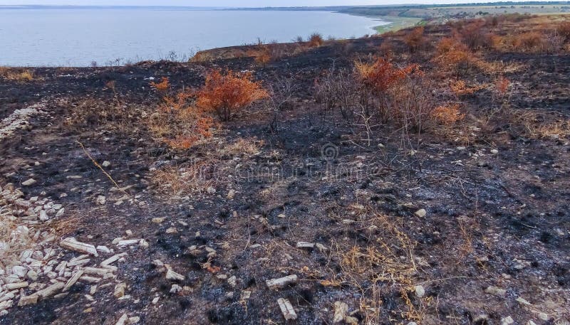 Environmental Problem Due To Fires in Nature, Scorched Vegetation on ...