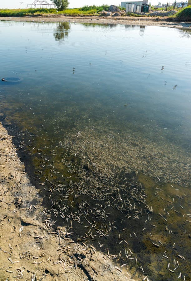Environmental Problem, Mass Death of Fish Atherina Sp. in the Canal ...