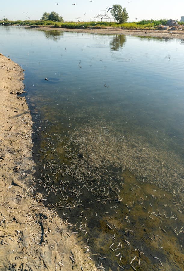 Environmental Problem, Mass Death of Fish Atherina Sp. in the Canal ...