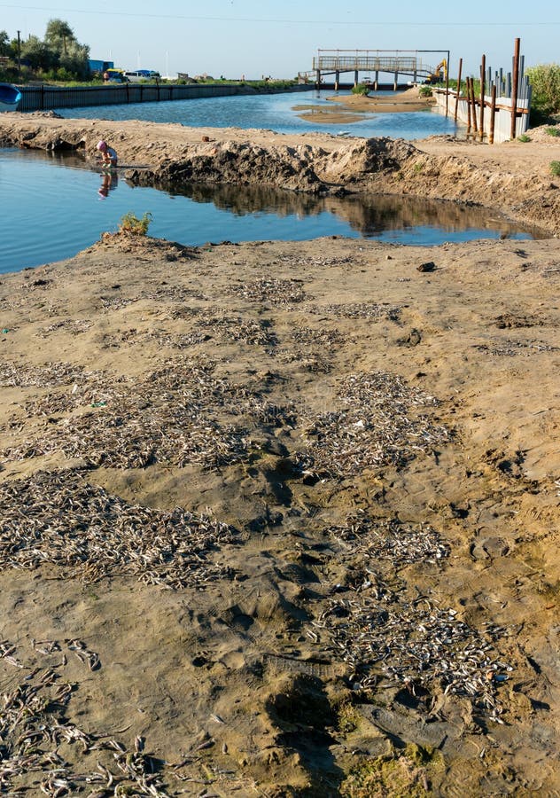 Environmental Problem, Mass Death of Fish Atherina Sp. in the Canal ...