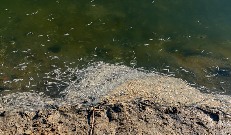 Environmental Problem, Mass Death of Fish Atherina Sp. in the Canal ...