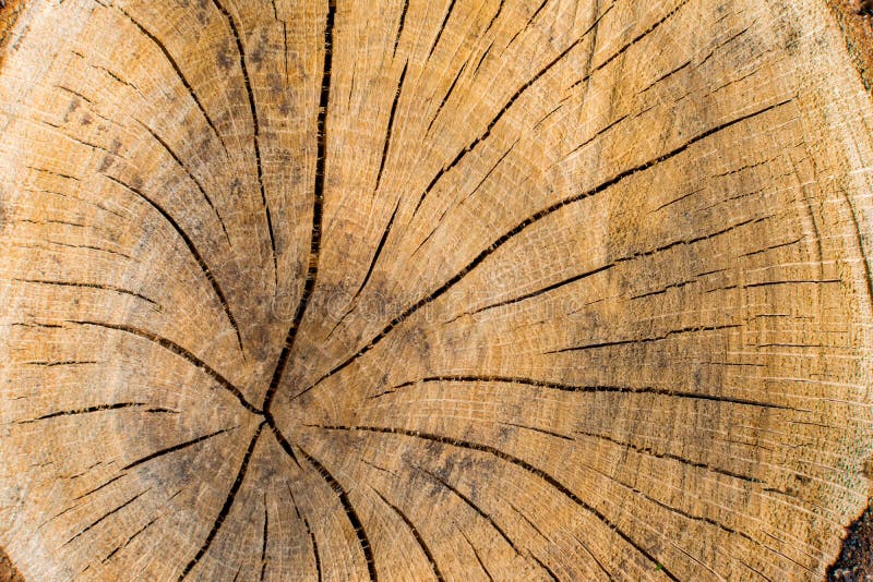 Environmental Protection Concept-cross Section of the Tree Close-up ...