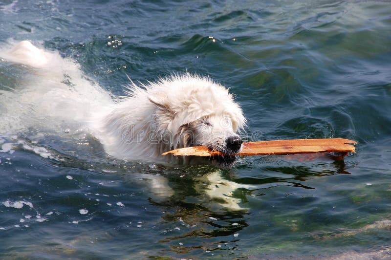 Environmental Protection Dog-samoyed Stock Image - Image of sledge ...