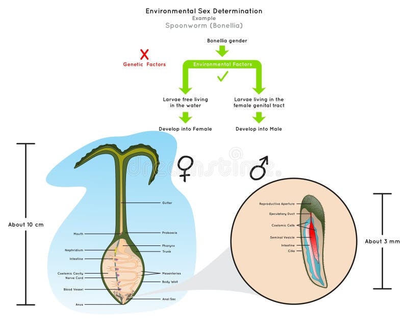 Sex Determination Stock Illustrations 177 Sex Determination Stock