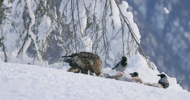 Environmental View of Golden Eagle Eating on Dead Fox and Looking into ...
