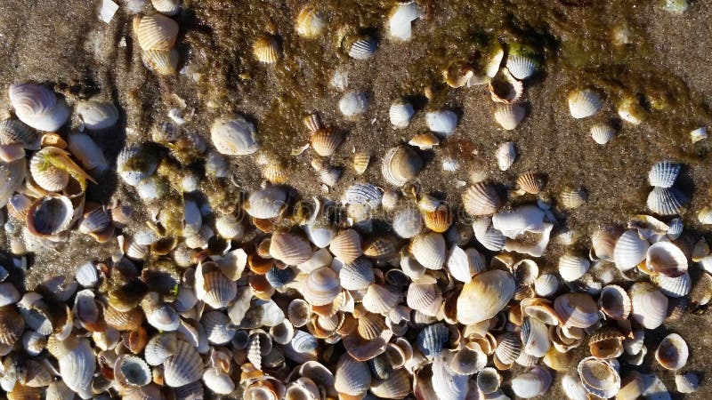 Shells. Poor Environment stock image. Image of baltic - 184573031