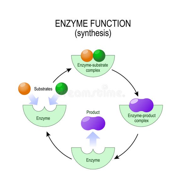 Enzyme Substrate Product Stock Illustrations – 63 Enzyme Substrate ...