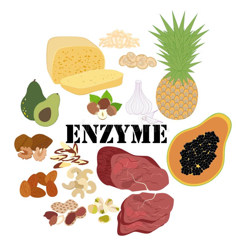 Enzyme Healthy Nutrient Rich Food Vector Illustration Stock Vector ...