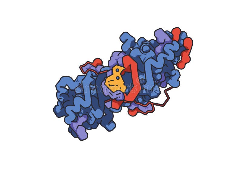 Enzyme Illustration Illustration Stock Illustration - Illustration of ...