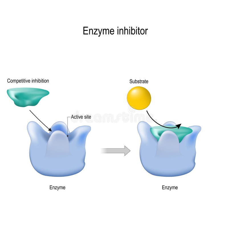 Enzyme. Non-competitive Inhibition Stock Illustration - Illustration of ...