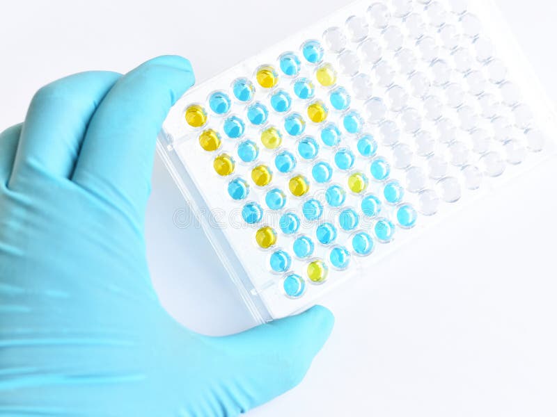 Enzyme-linked Immunosorbent Assay or ELISA Plate Stock Image - Image of ...