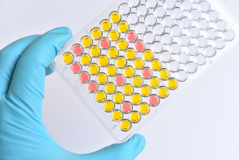 Enzyme-linked Immunosorbent Assay or ELISA Plate Stock Image - Image of ...