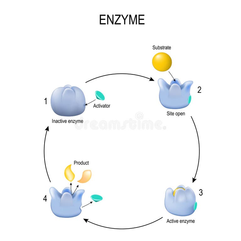 Enzyme Stock Illustrations – 7,568 Enzyme Stock Illustrations, Vectors ...