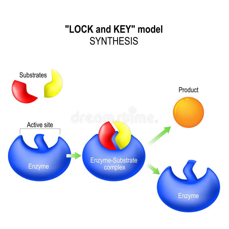 Enzyme Stock Illustrations – 4,802 Enzyme Stock Illustrations, Vectors ...