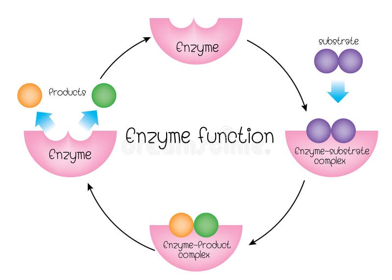 Concurrerende Remming De Enzyminhibitor Is Een Molecule Die Het ...
