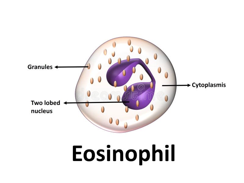 Eosinophile Stock Illustrations – 4 Eosinophile Stock Illustrations ...
