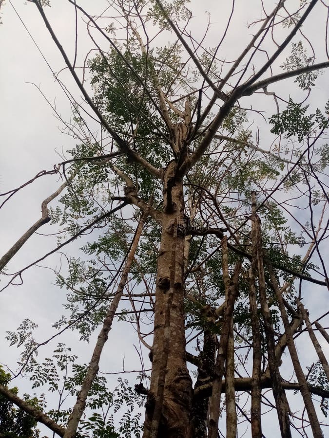 Epel Branches and Looks Adorable with it Looks Stock Image - Image of ...